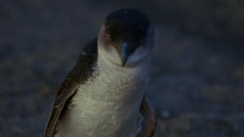 Conservation in the Magical Land of Oz, Ch 8: The little penguin - ABC ...