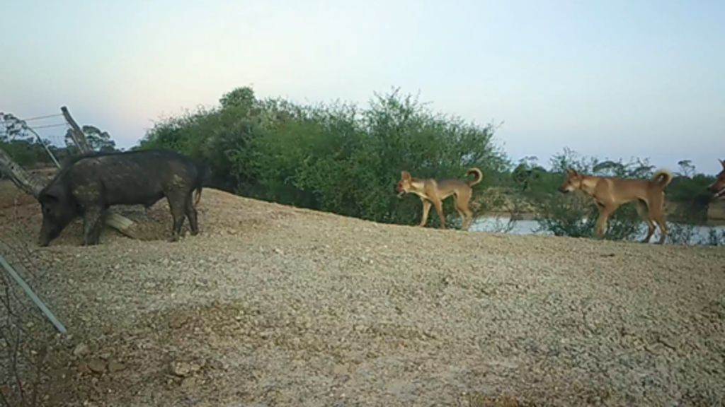 Wild dogs caught on camera - ABC News
