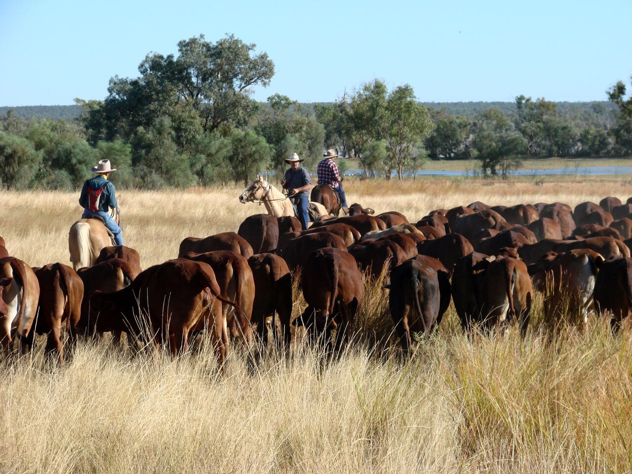 Tourists recreate outback cattle adventure - ABC News