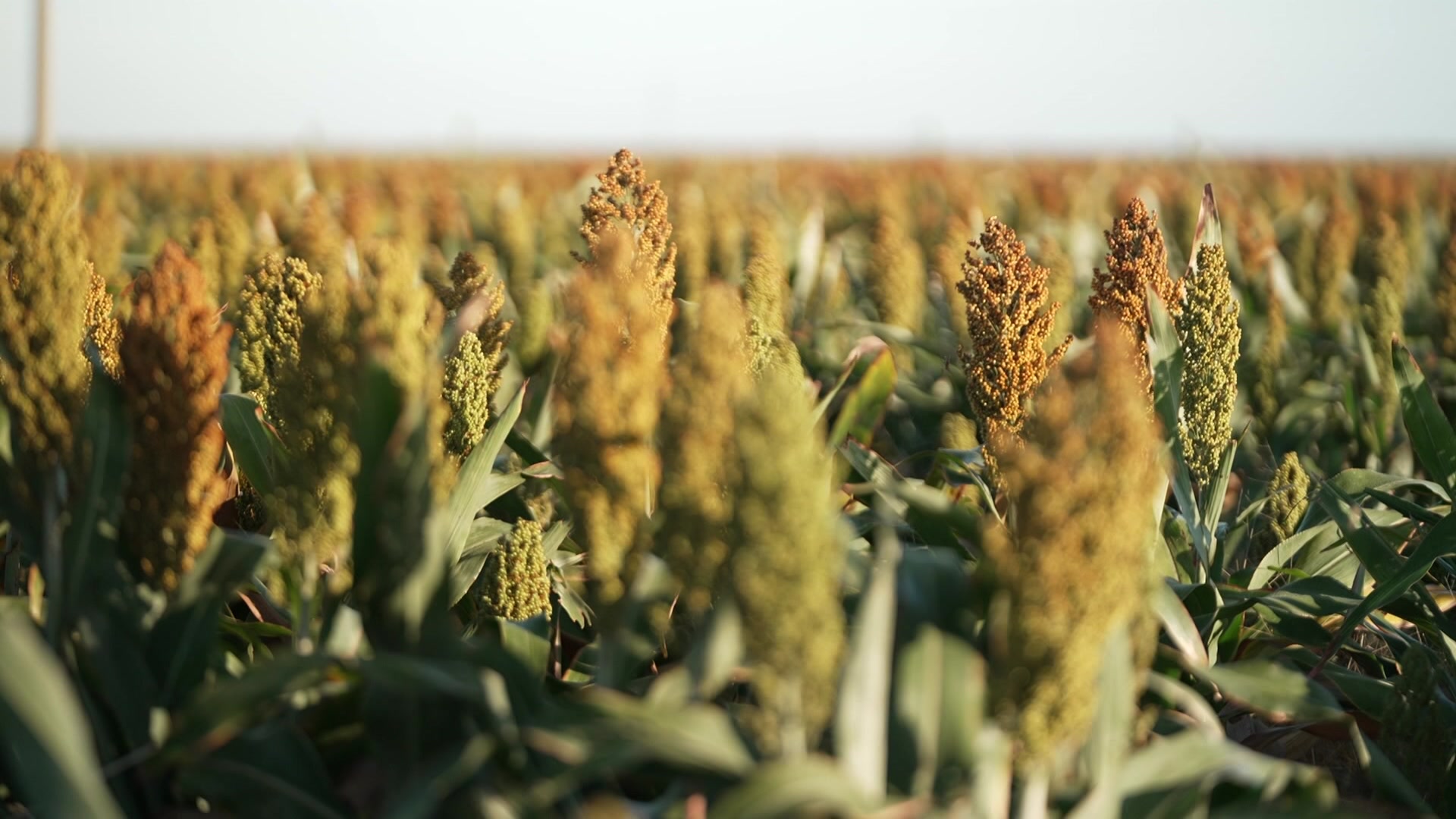 Council Crops: Growing crops to help ratepayers and boost communities ...
