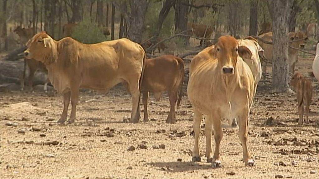 Cattle producers struggle with drought as Rockhampton beef expo begins ...