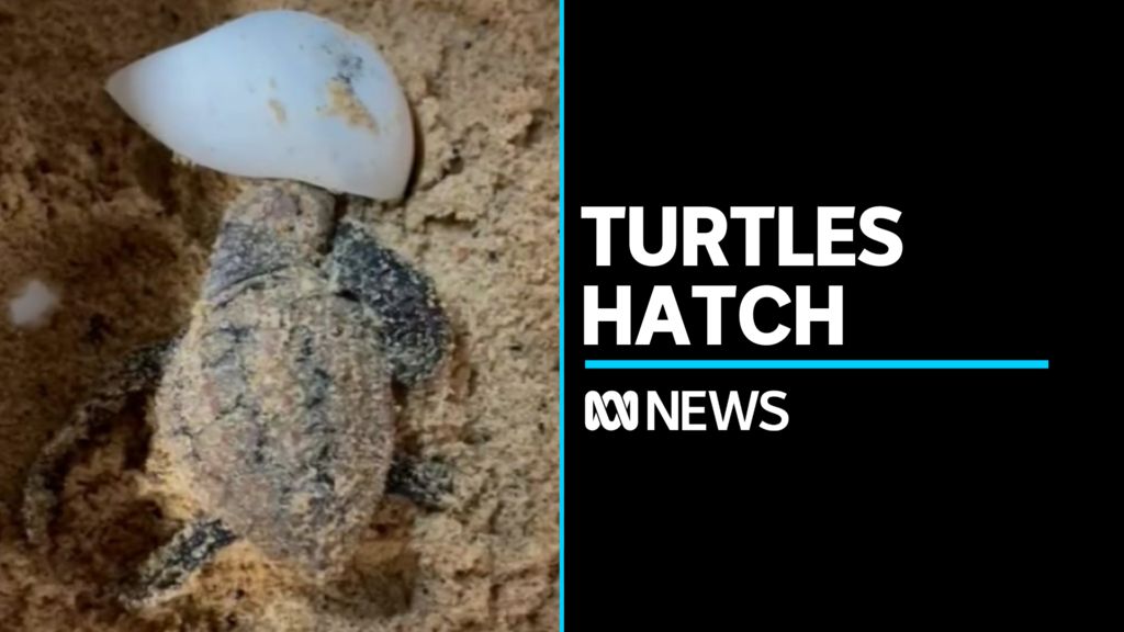 Rescued baby loggerhead turtles begin to hatch at Taronga Zoo - ABC News