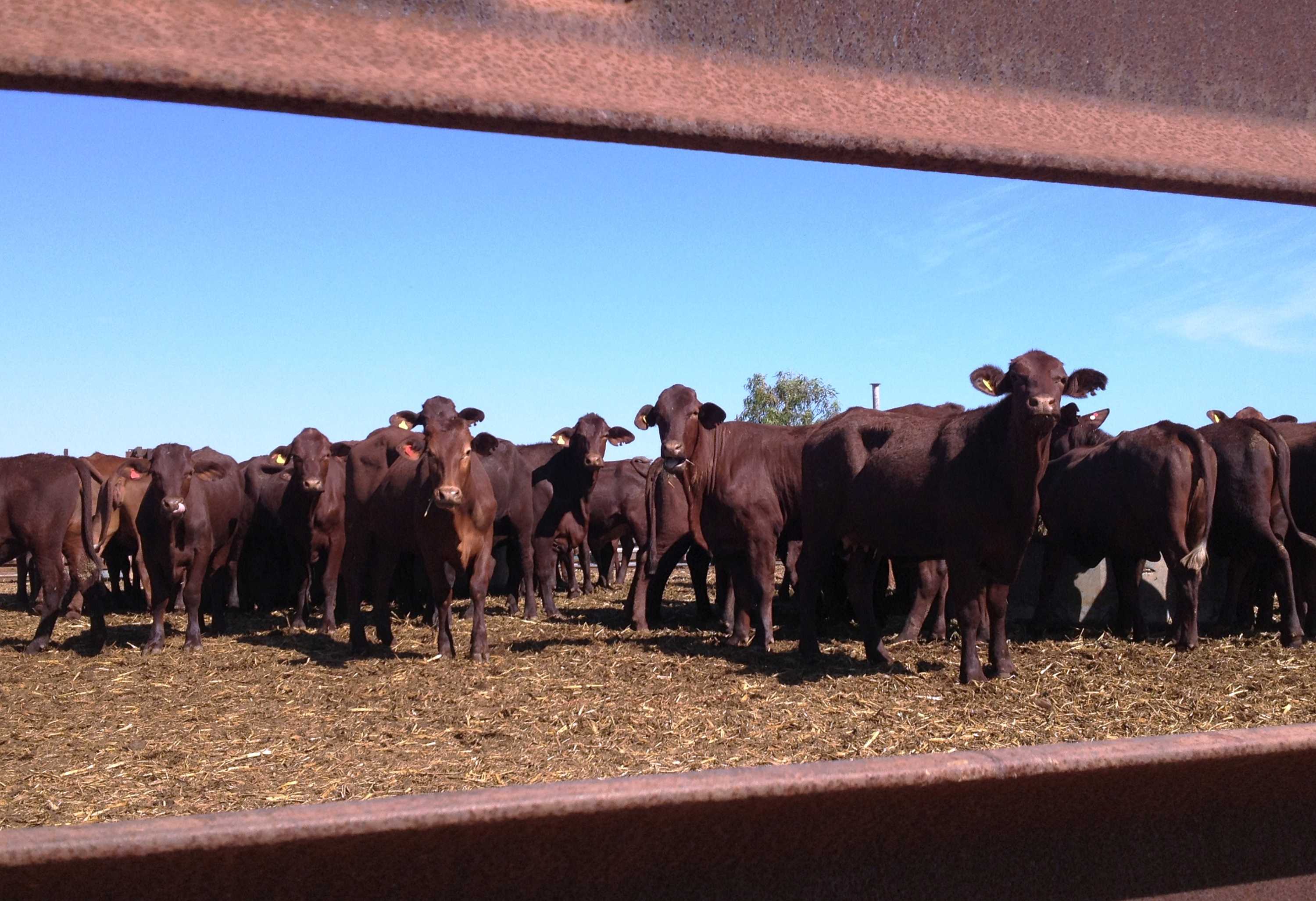Pilbara cattle station plans to expand herd and irrigated agriculture ...