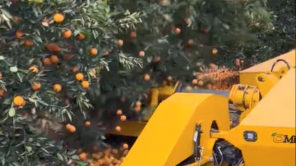 Another difficult season for citrus growers - ABC News