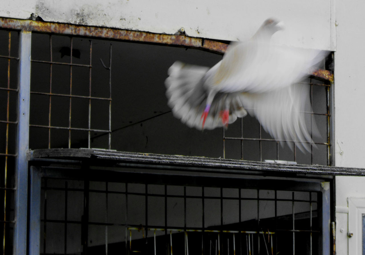 Pigeon powder scare - ABC News