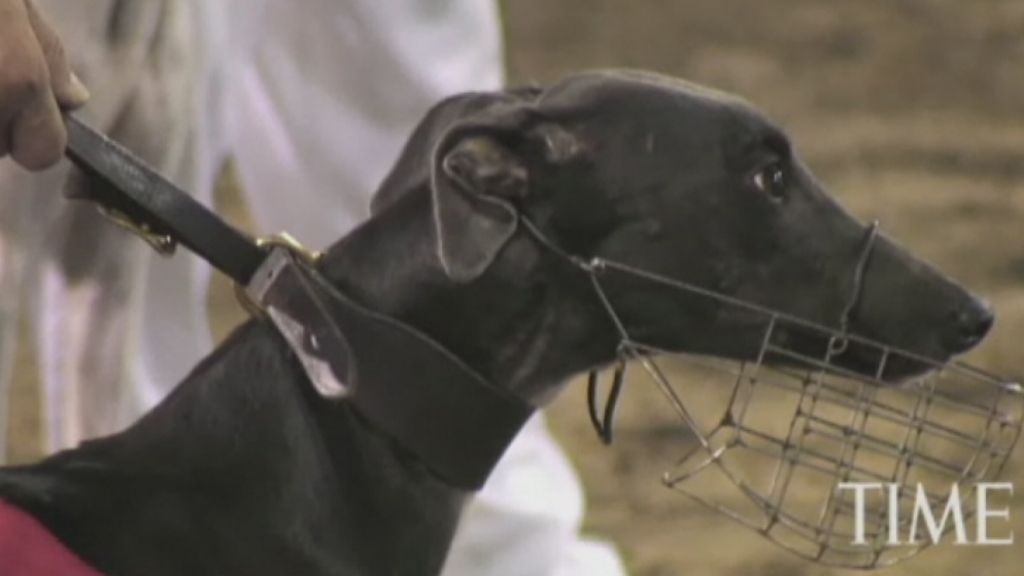 Greyhound racing: Piglets, possums and rabbits used as live bait in ...