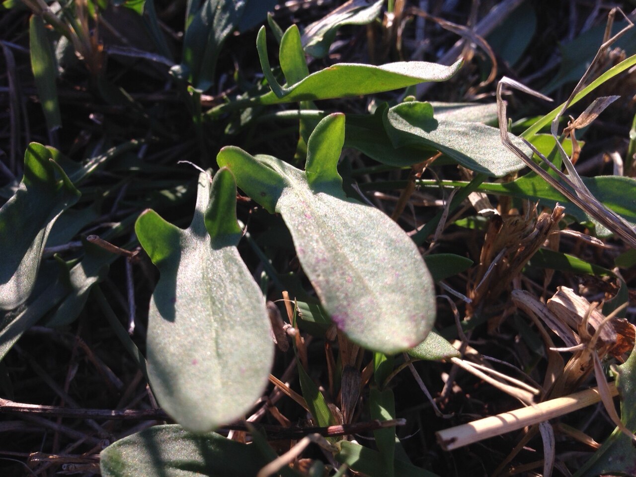 Edible weeds that are safe to eat and how you can use them - ABC News