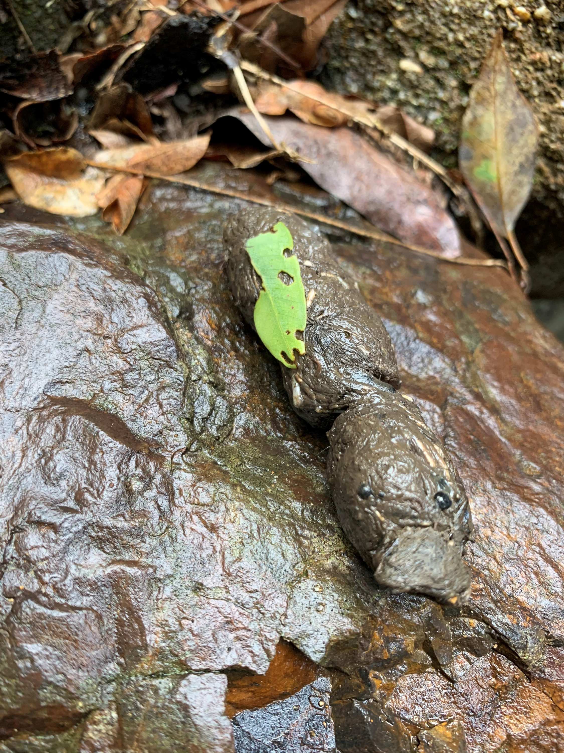 Rare spotted-tail quoll discovered in Logan after scat found - ABC News
