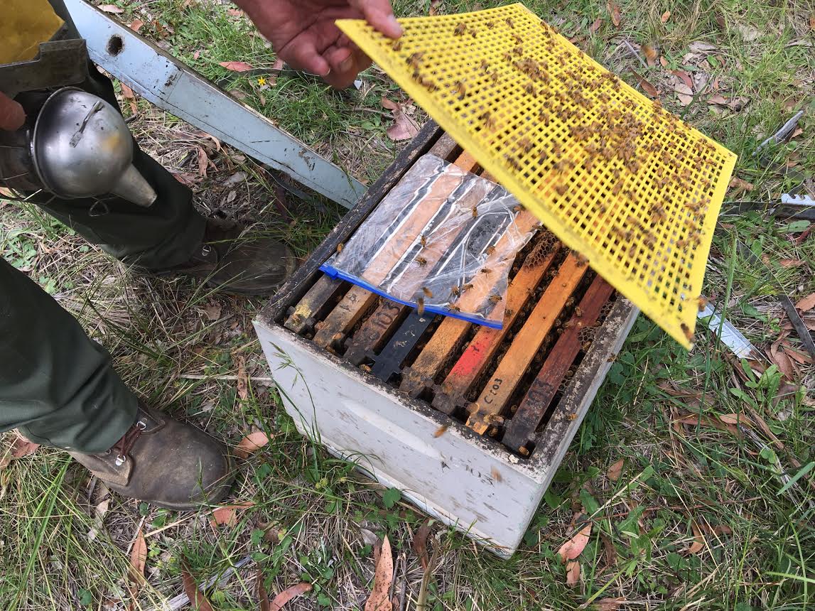 Victorian beekeepers say nectar scarcity and starving bees could ...