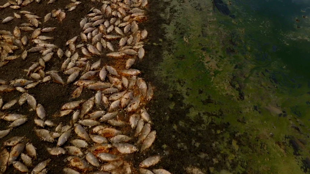 Drone footage shows the extent of fresh Menindee fish kills - ABC News