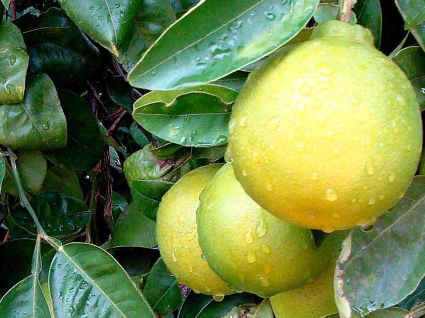 Fewer agricultural chemicals mean more fruit blemishes: farmers - ABC News