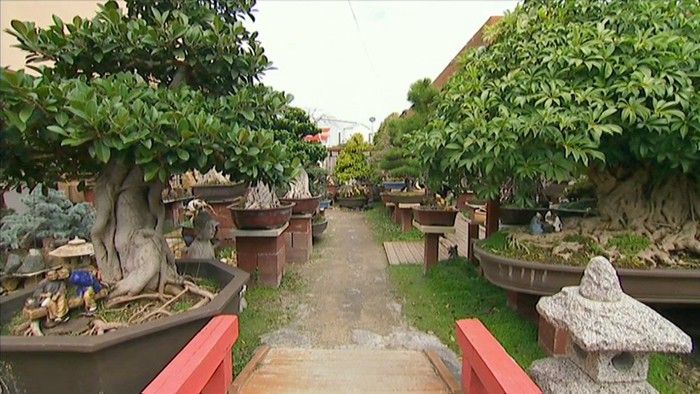 Trees of Life - Bonsai - Gardening Australia