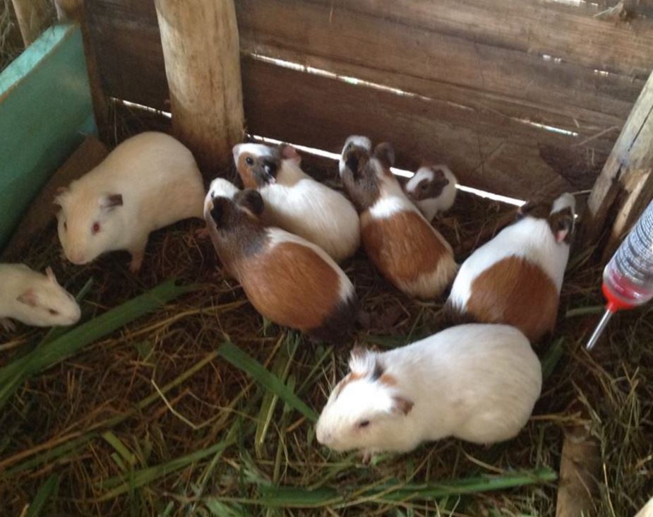 Guinea pig breeding helps Papua New Guinea families, endangered ...