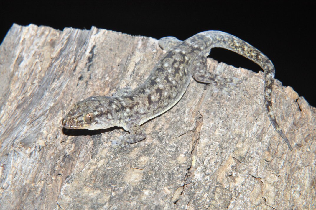 Native geckos with GPS backpacks and fluoro tattoos thriving against ...