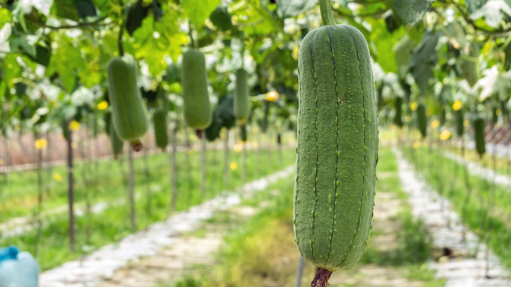 Luffa - Gardening Australia