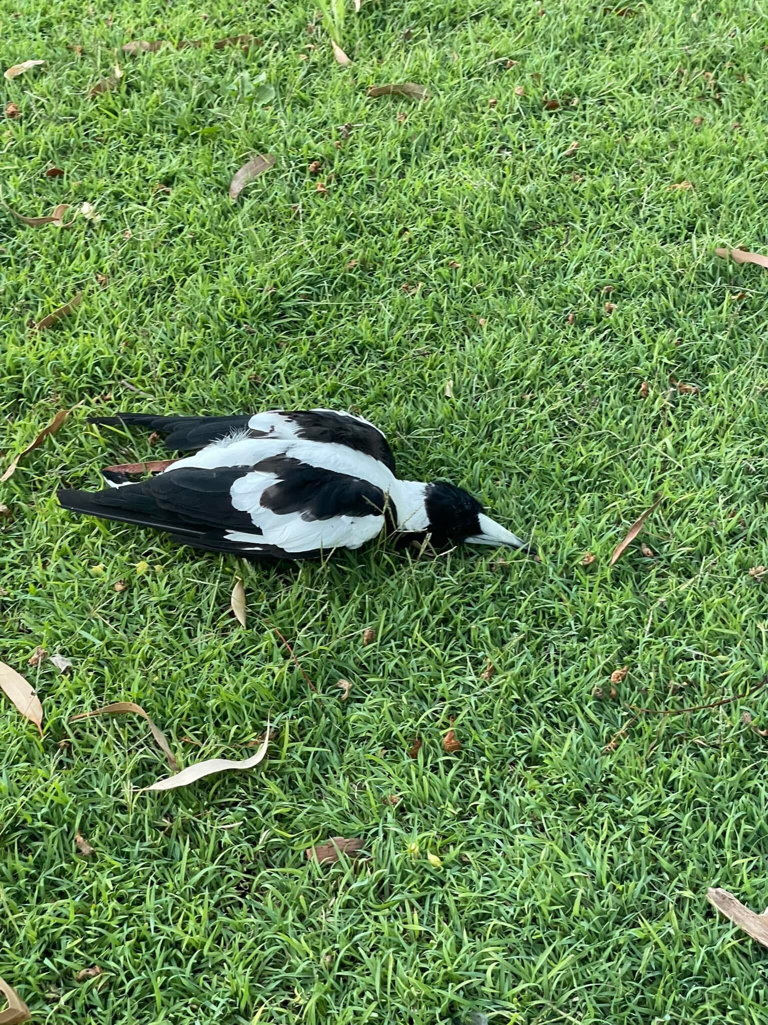 Spike in magpie deaths concerns Perth and South West WA wildlife carers ...