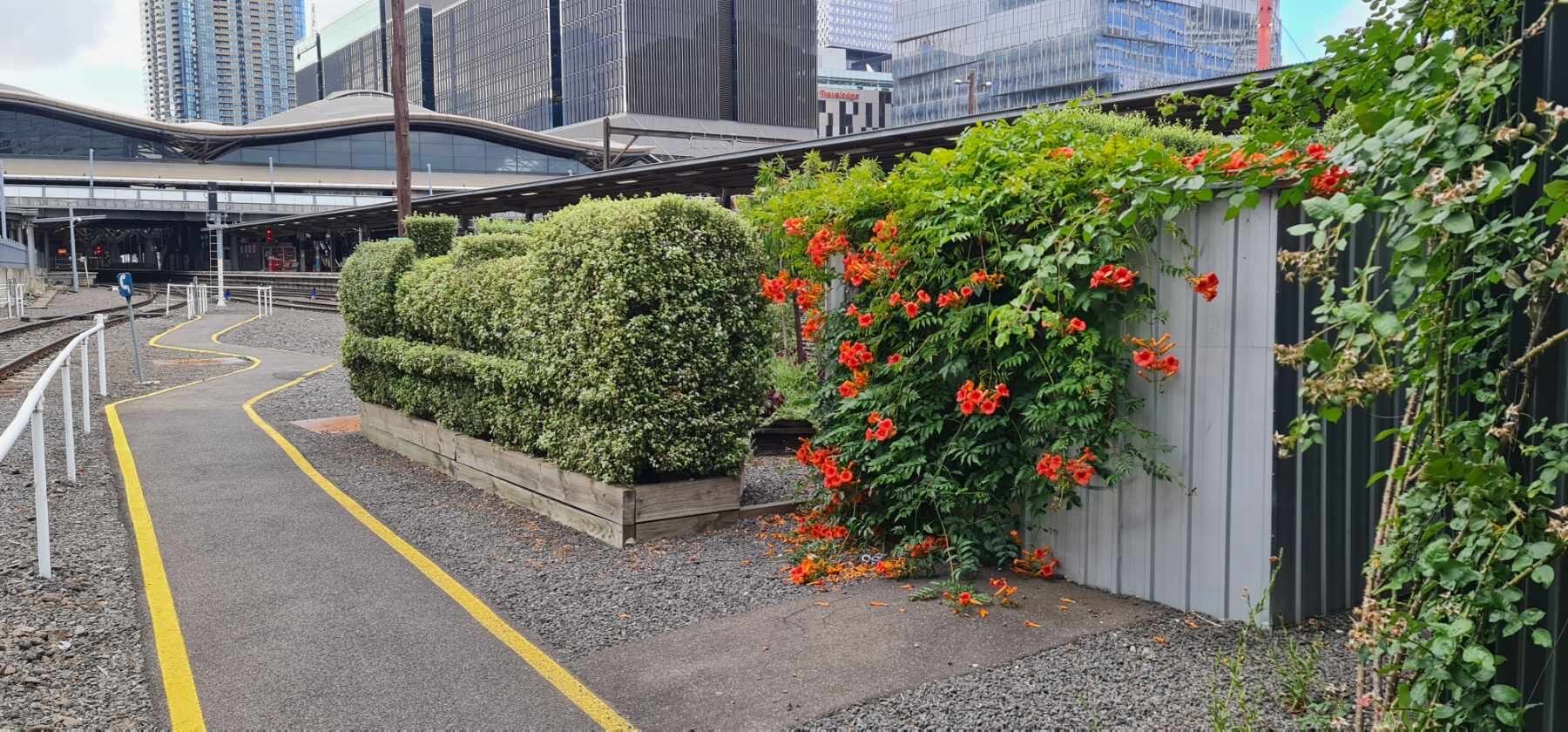 V-Line train driver behind locomotive-shaped hedges at Melbourne's ...