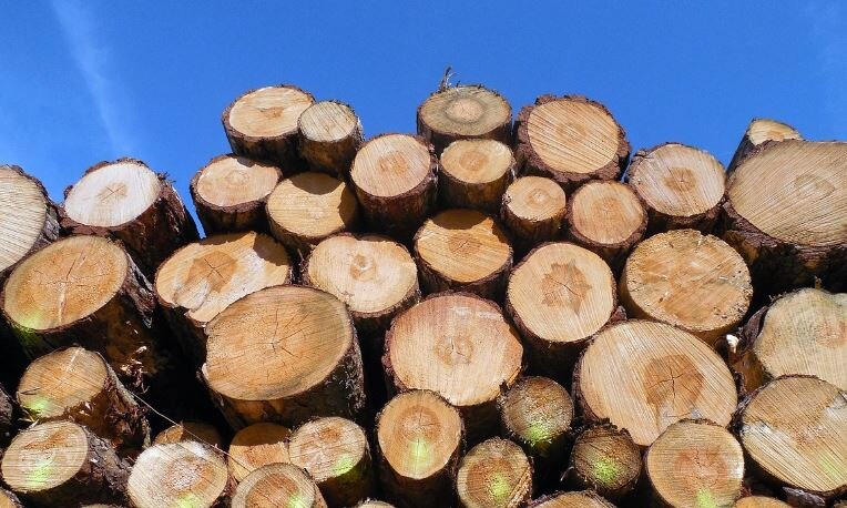 Transitioning workers out of the native timber industry - ABC Melbourne
