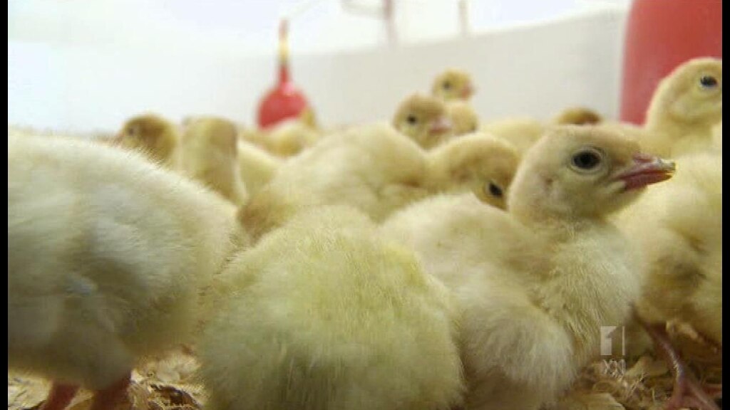 Talking turkey - ABC News