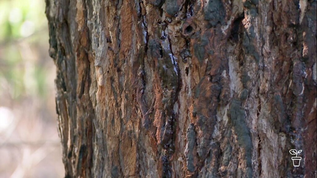 Jarrah and Marri - Gardening Australia