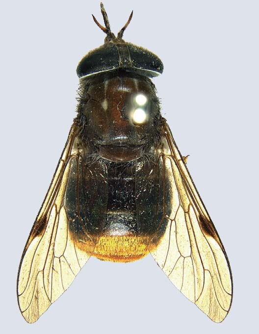 Obamadon lizard named after smiling president - ABC News