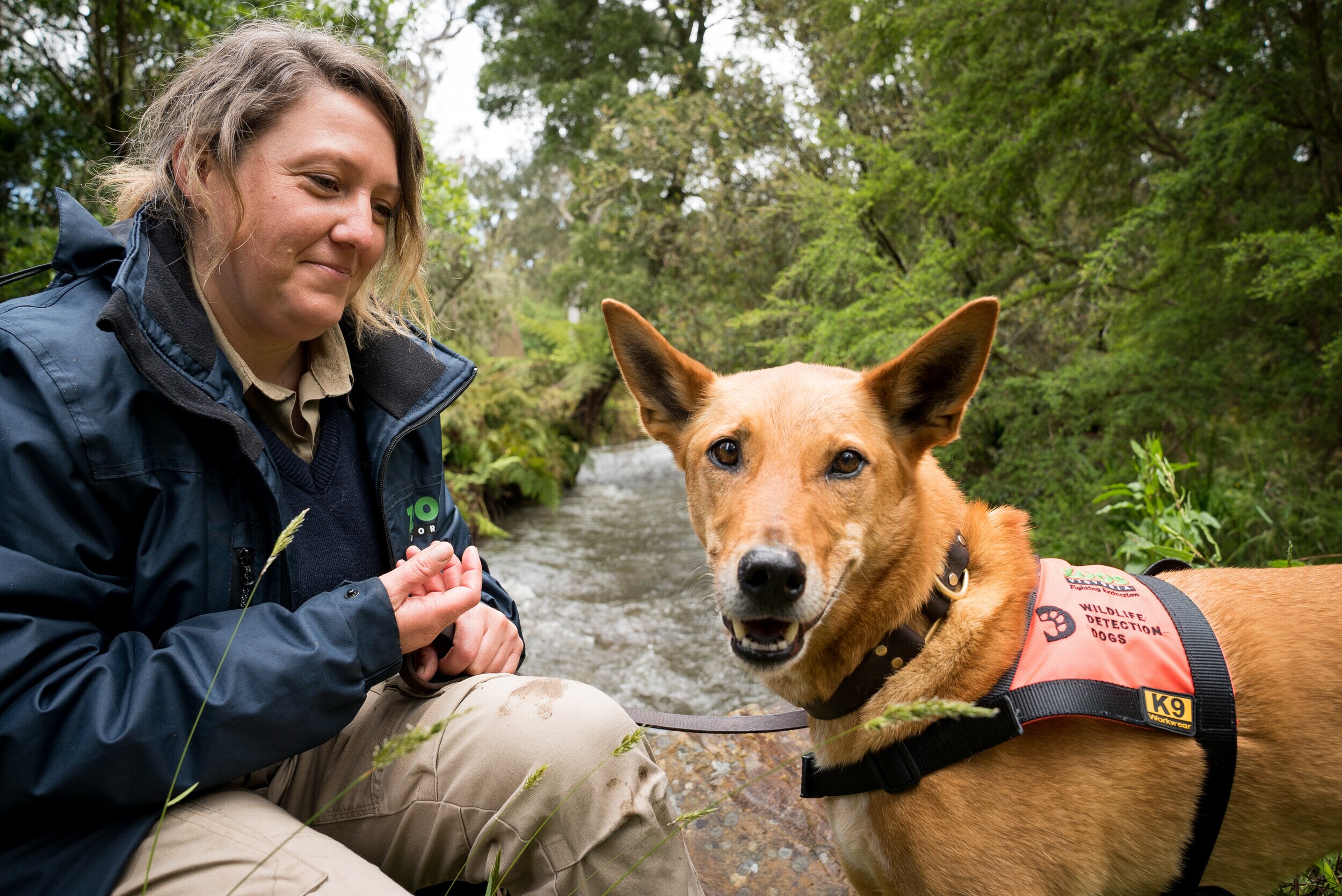 Zoos Victoria trains rescue dogs to become wildlife detectives - ABC listen