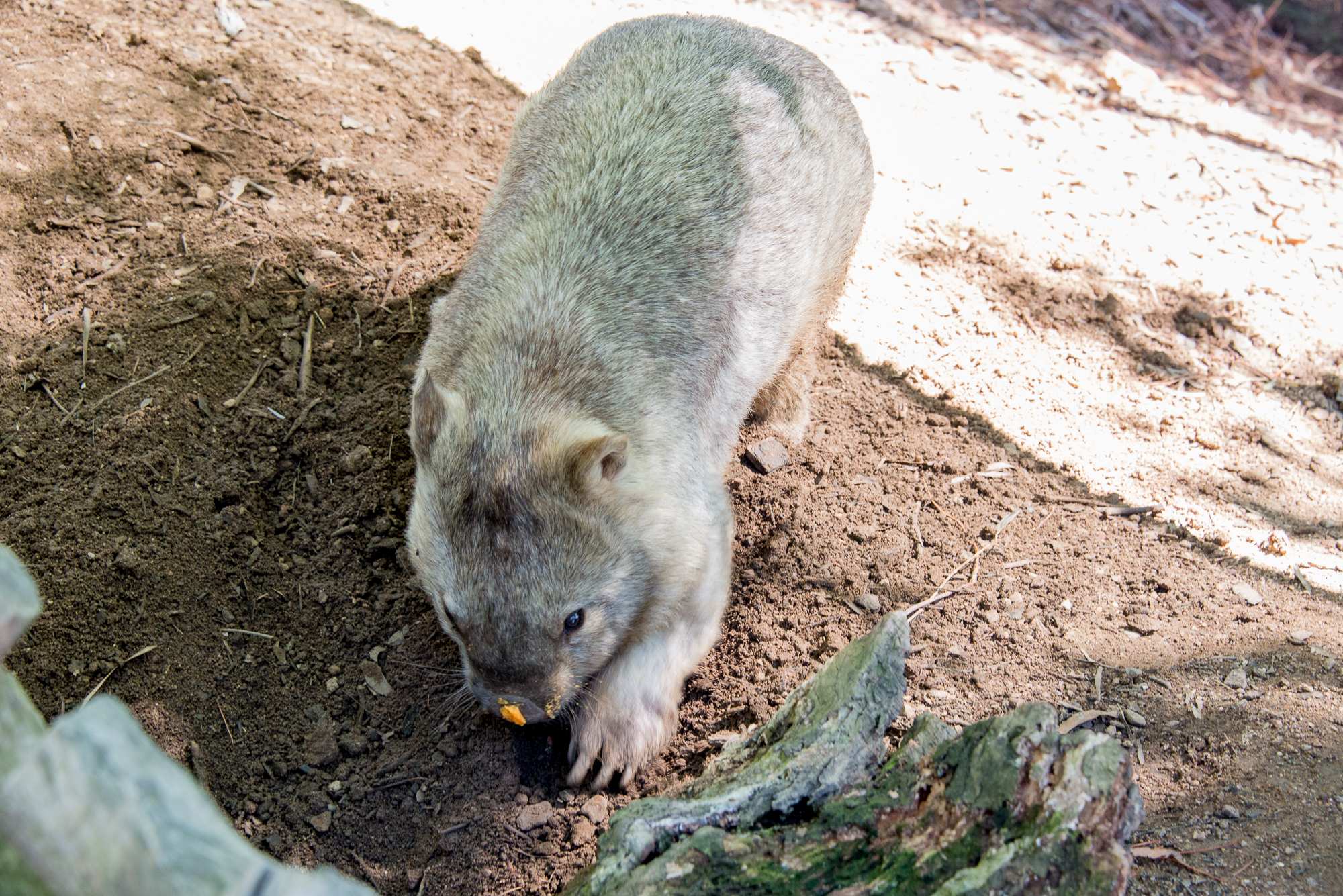Winnie the wombat: Australia's oldest wombat celebrates 31 years - ABC News
