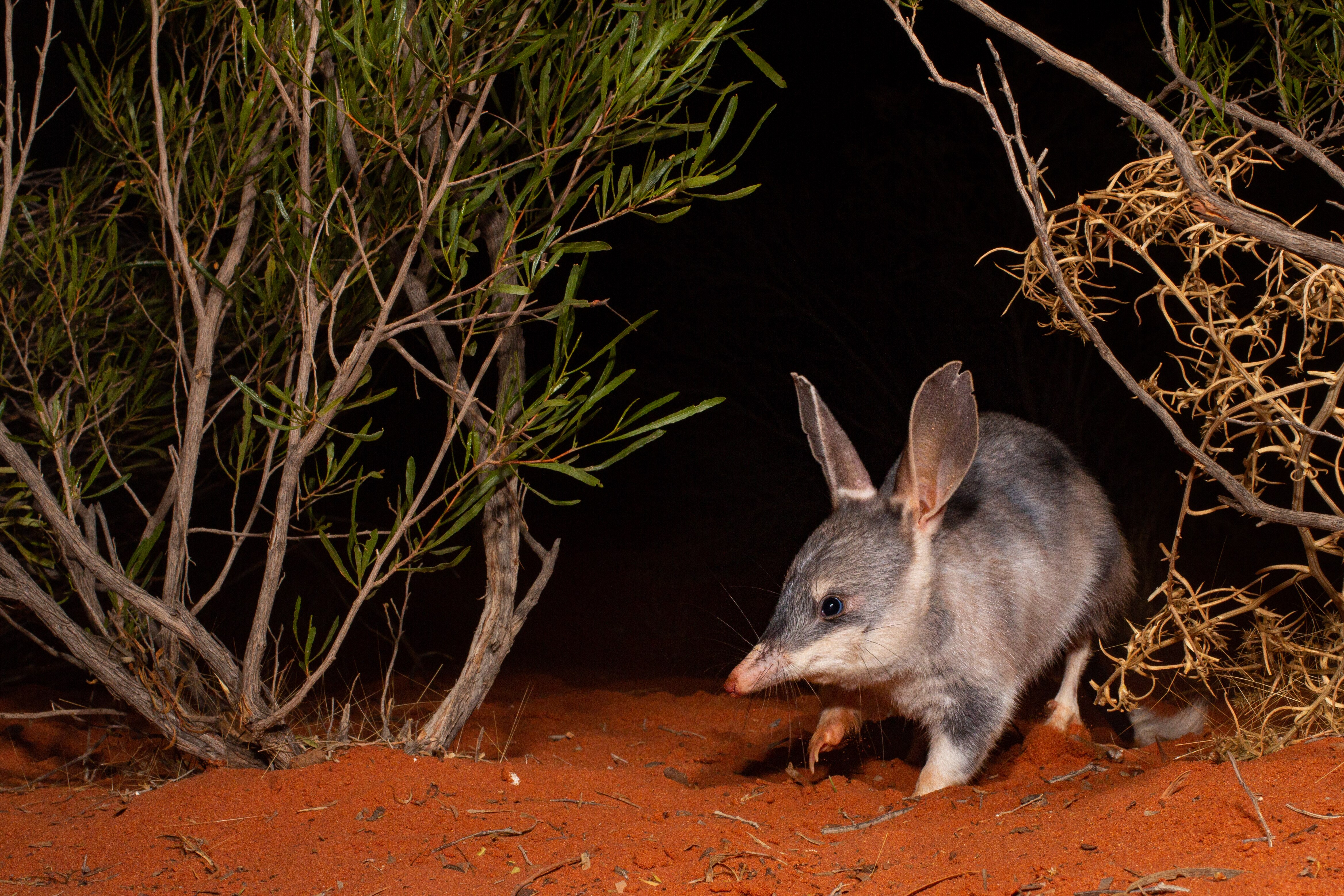 Bilbies' two minutes of fame for Netflix series, Animal - ABC News