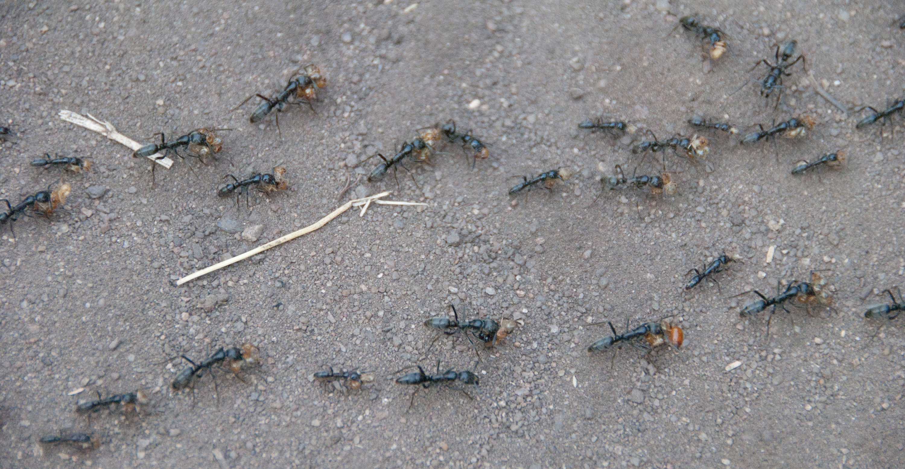 Ants rescue fallen comrades from the battlefield for emergency ...