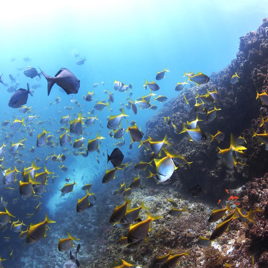 Shark tanks and mysteries of the deep: More than 160,000 fish are kept ...