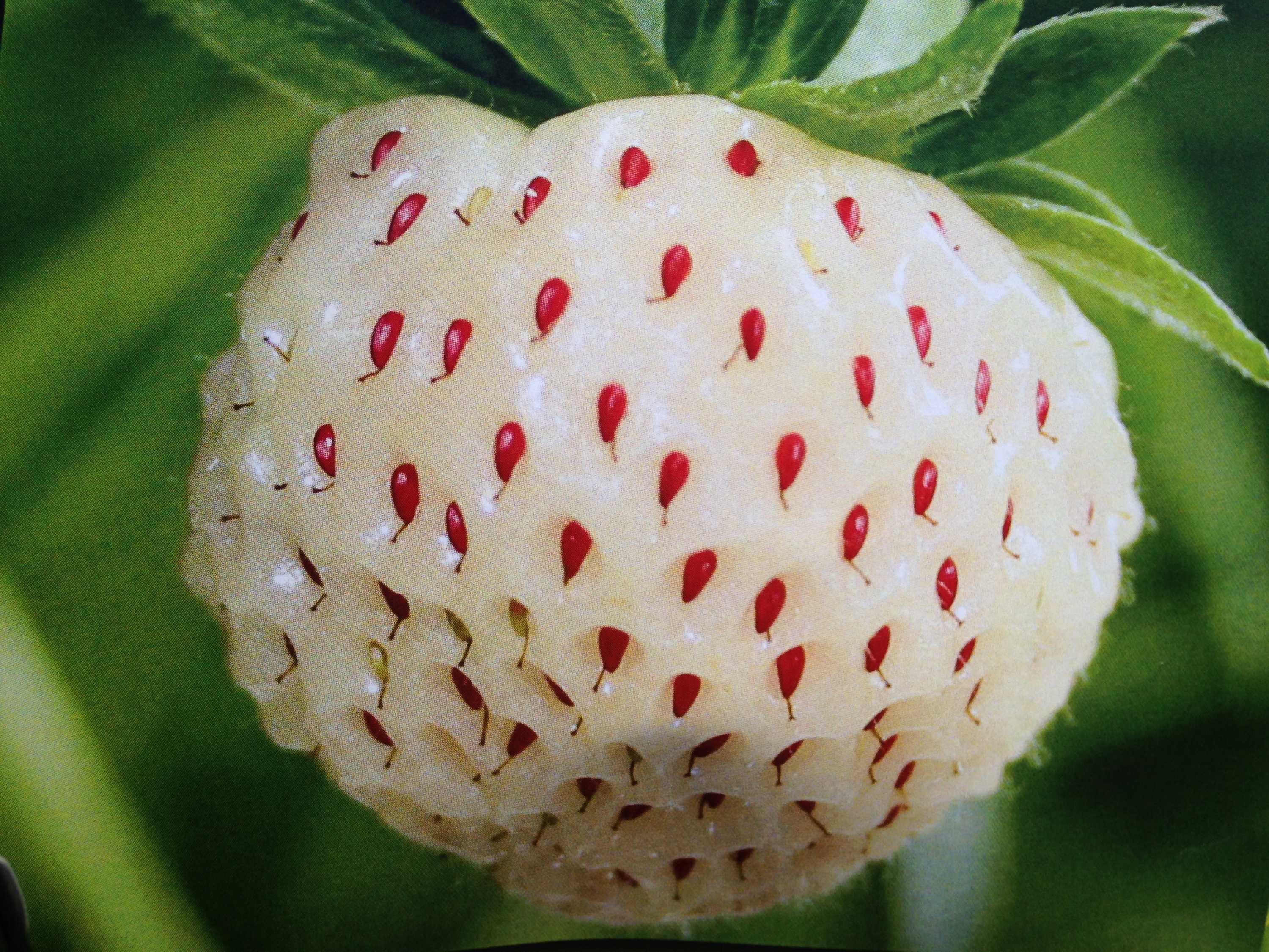 'Reverse strawberry' known as pineberry cross-bred in Europe arrives in ...
