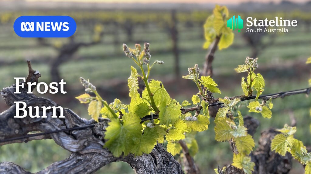 Farmers say frost damage like a natural disaster - ABC News