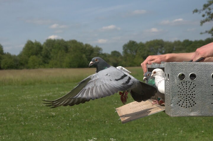 Pigeon fast flyers lead the flock with speed - ABC News