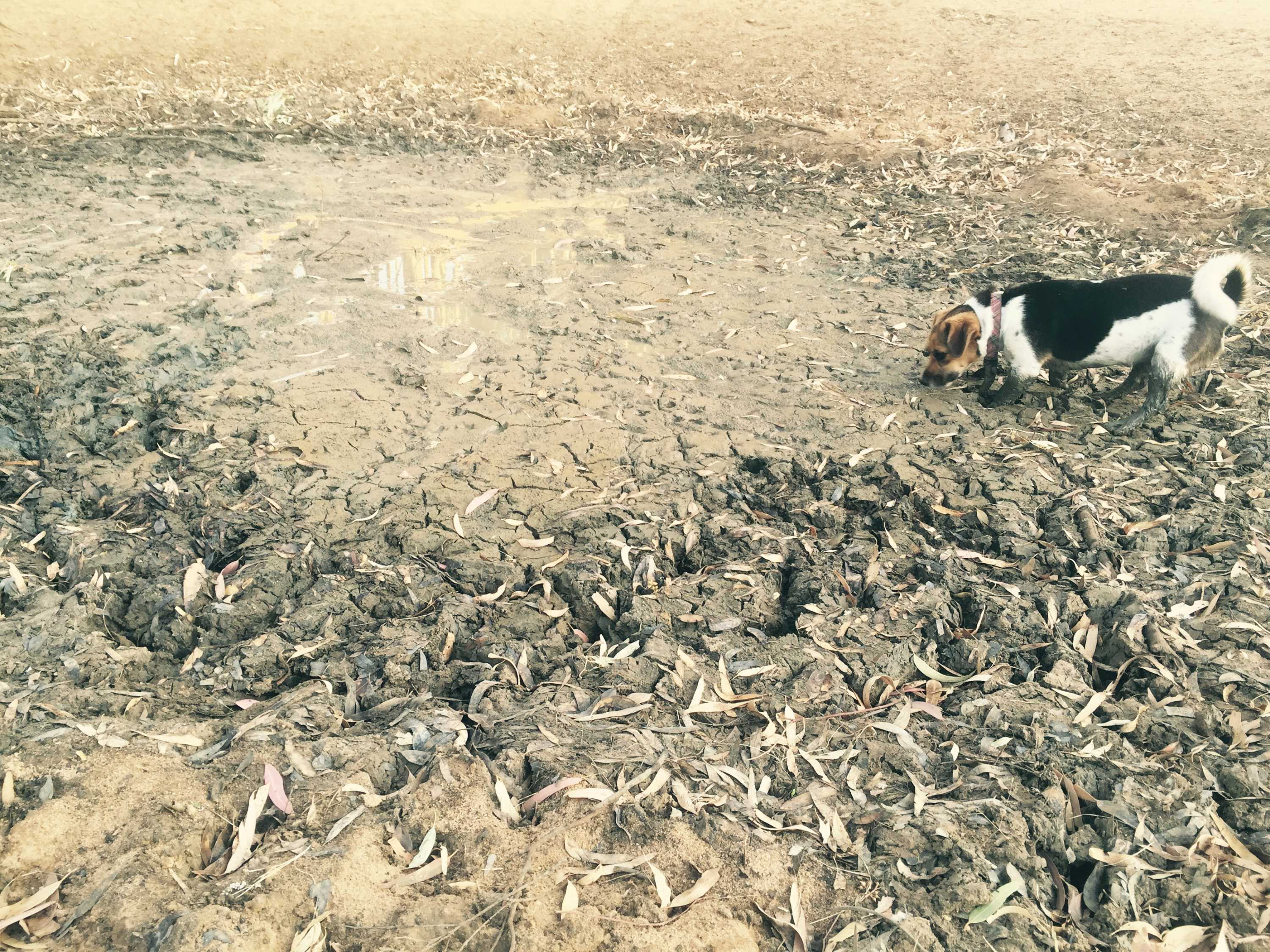 Victorian drought policy: the long, the short and the convoluted - ABC News
