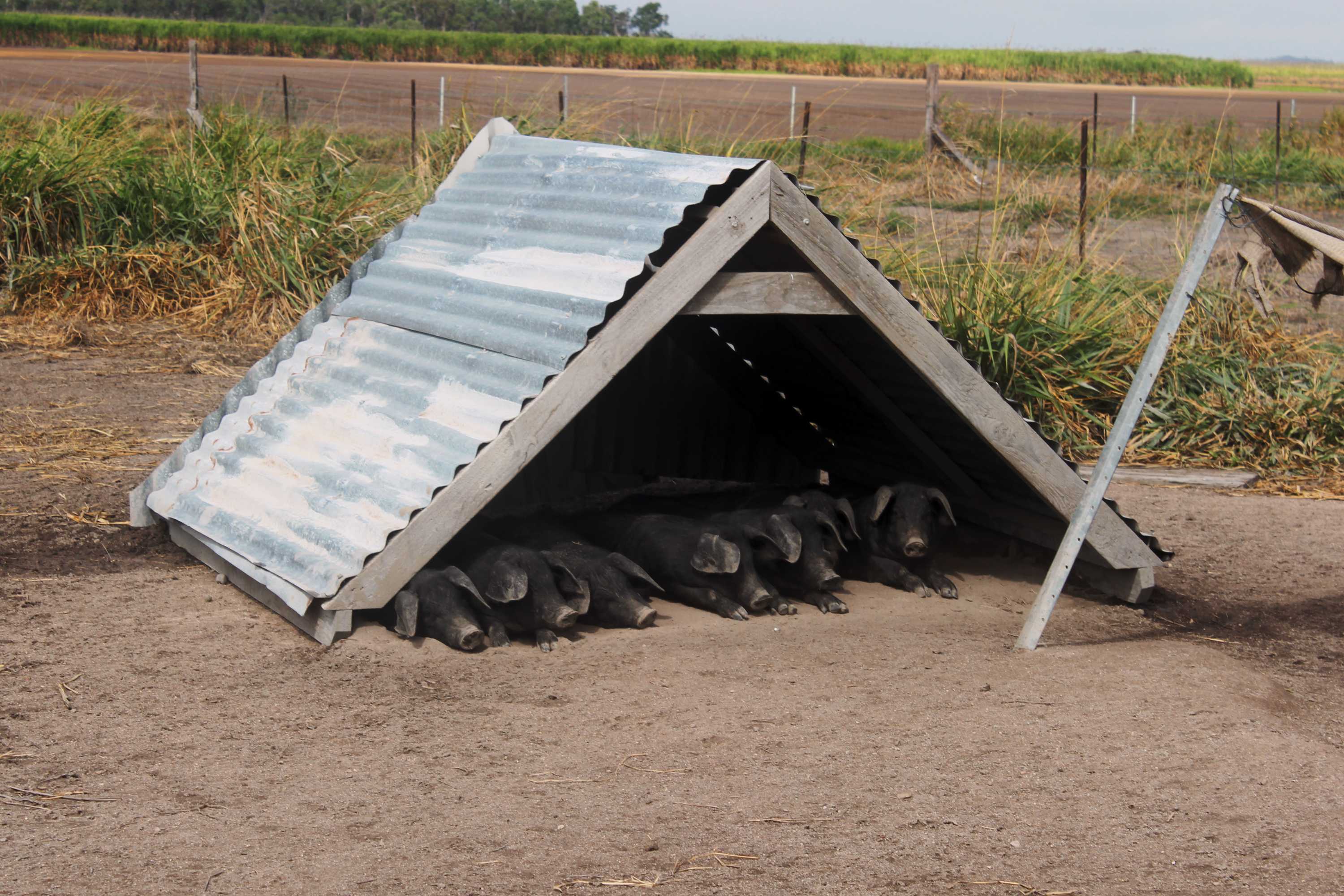 Small abattoir lets graziers set their own prices - ABC News