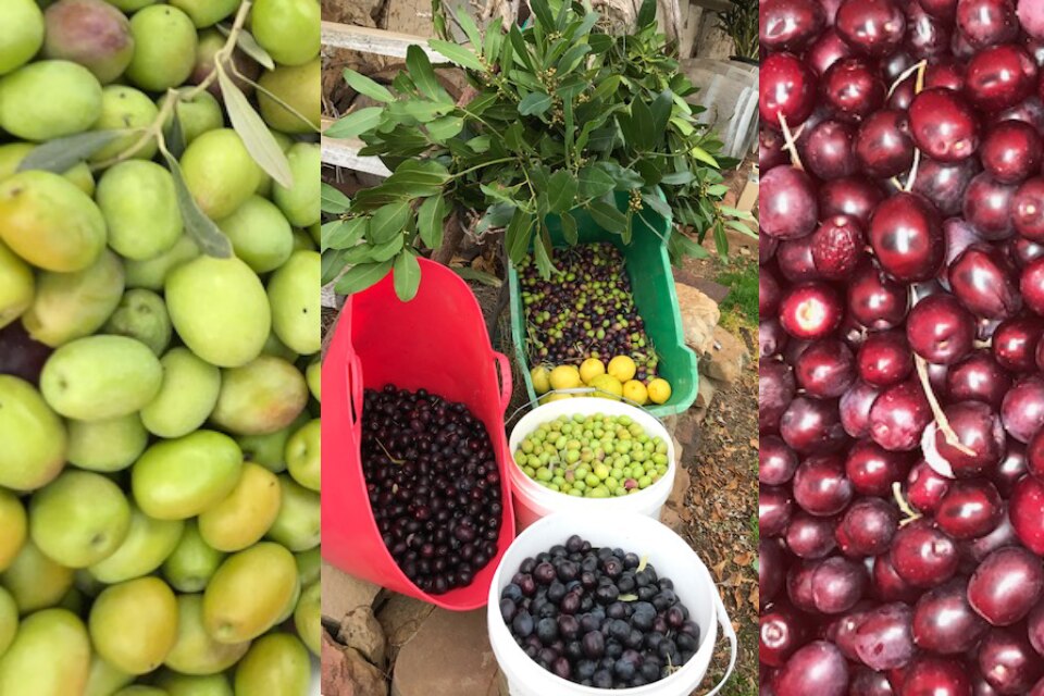 Foodie Tuesday: Olives - ABC listen