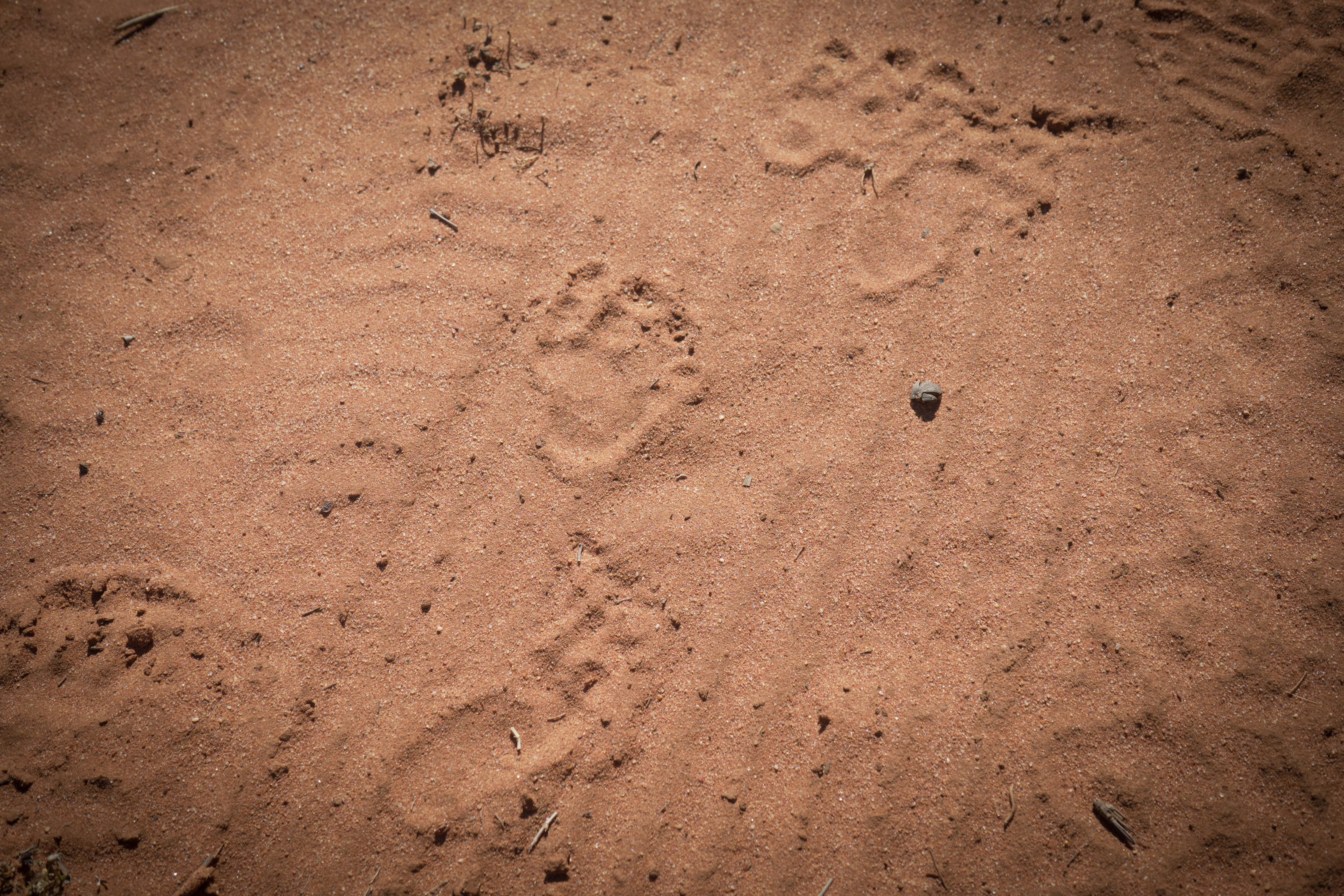 Ground-penetrating radar used to map critically endangered northern ...