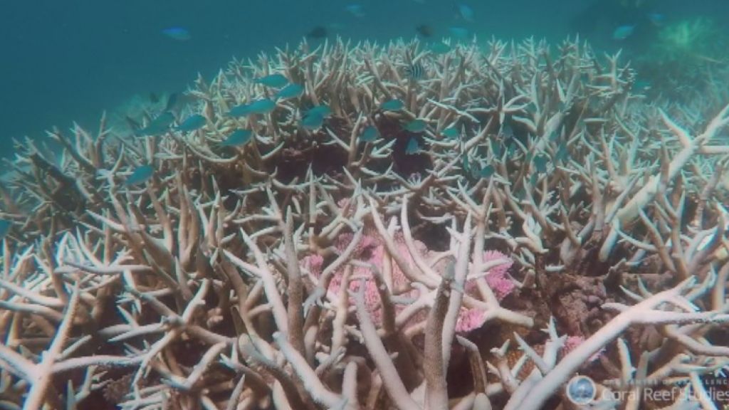 Coral bleaching: Extreme heat pushes parts of the Great Barrier Reef ...