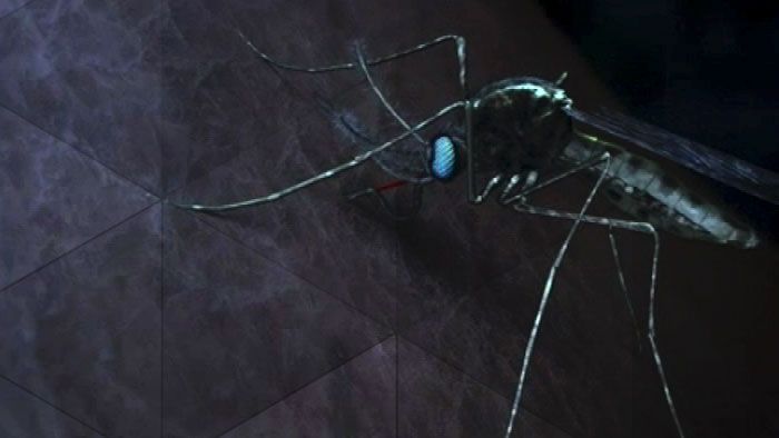 Mozzie Season - Behind The News