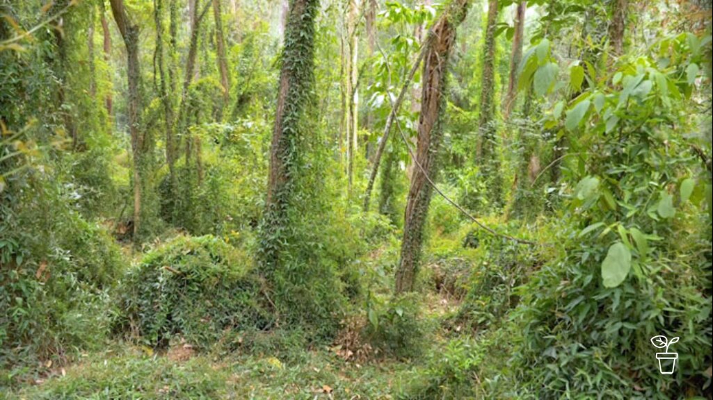 An Im-purr-fect Plant - Gardening Australia