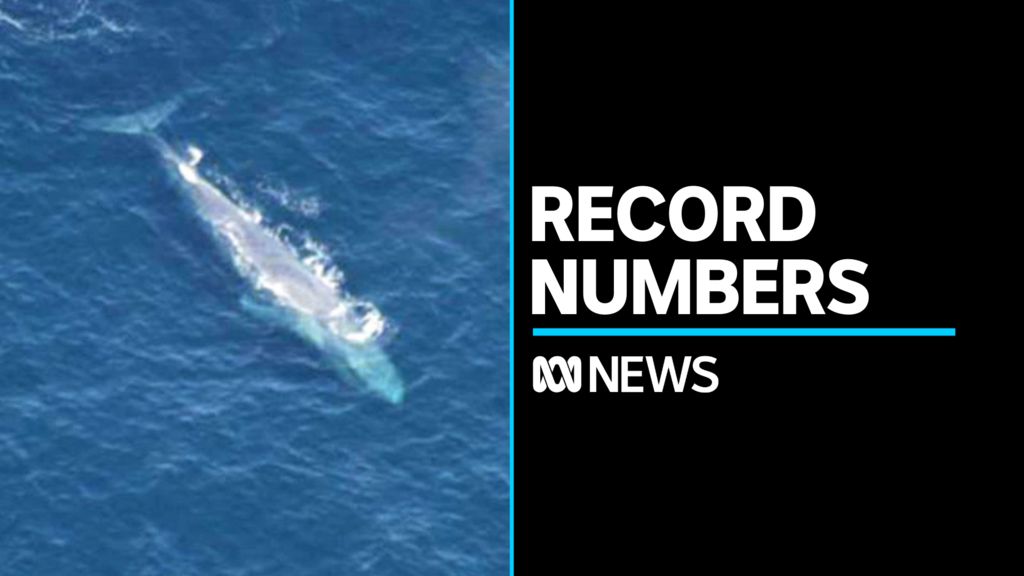 Record numbers of blue whales spotted off WA's coast - ABC News