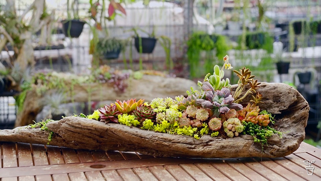 Succulent Table Display | Set the Table - Gardening Australia