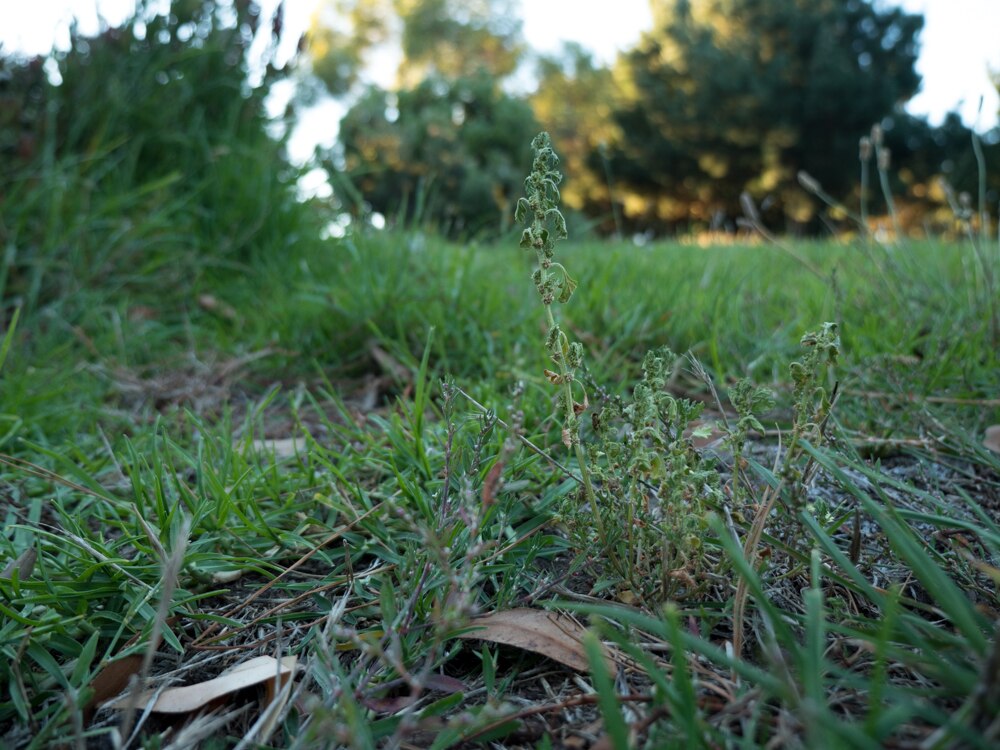 Common Tall Garden Weeds Uk | Fasci Garden