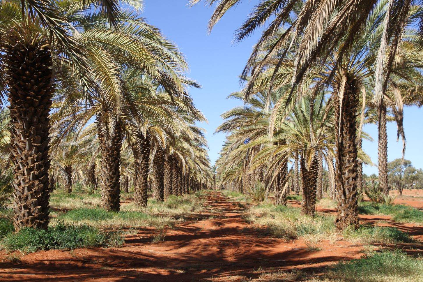Bumper harvest for Red Centre date farm after making the switch to ...