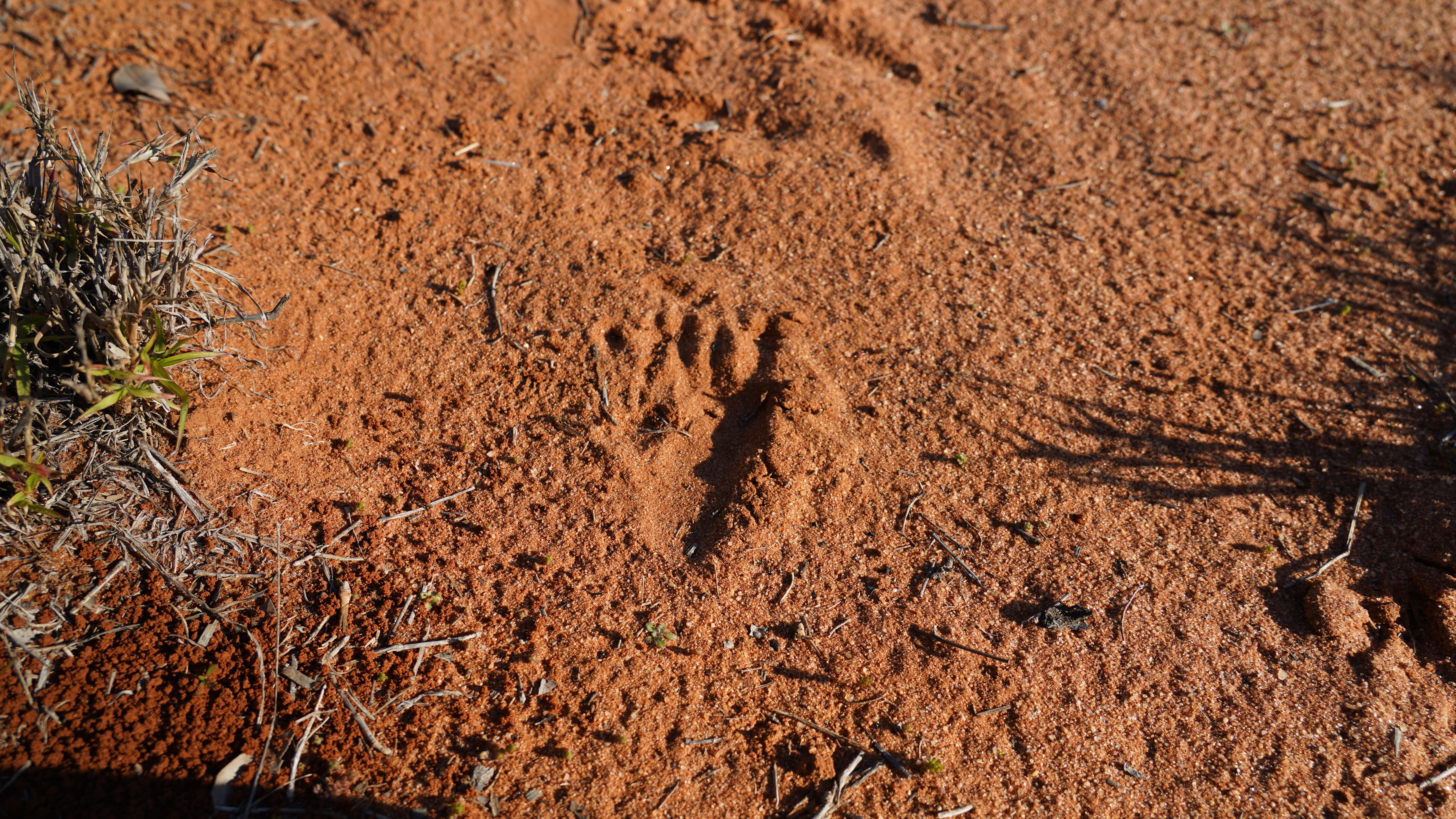 Critically endangered northern hairy-nosed wombat's key to survival ...