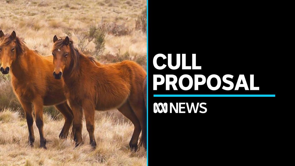 NSW government to propose culling of brumbies - ABC News