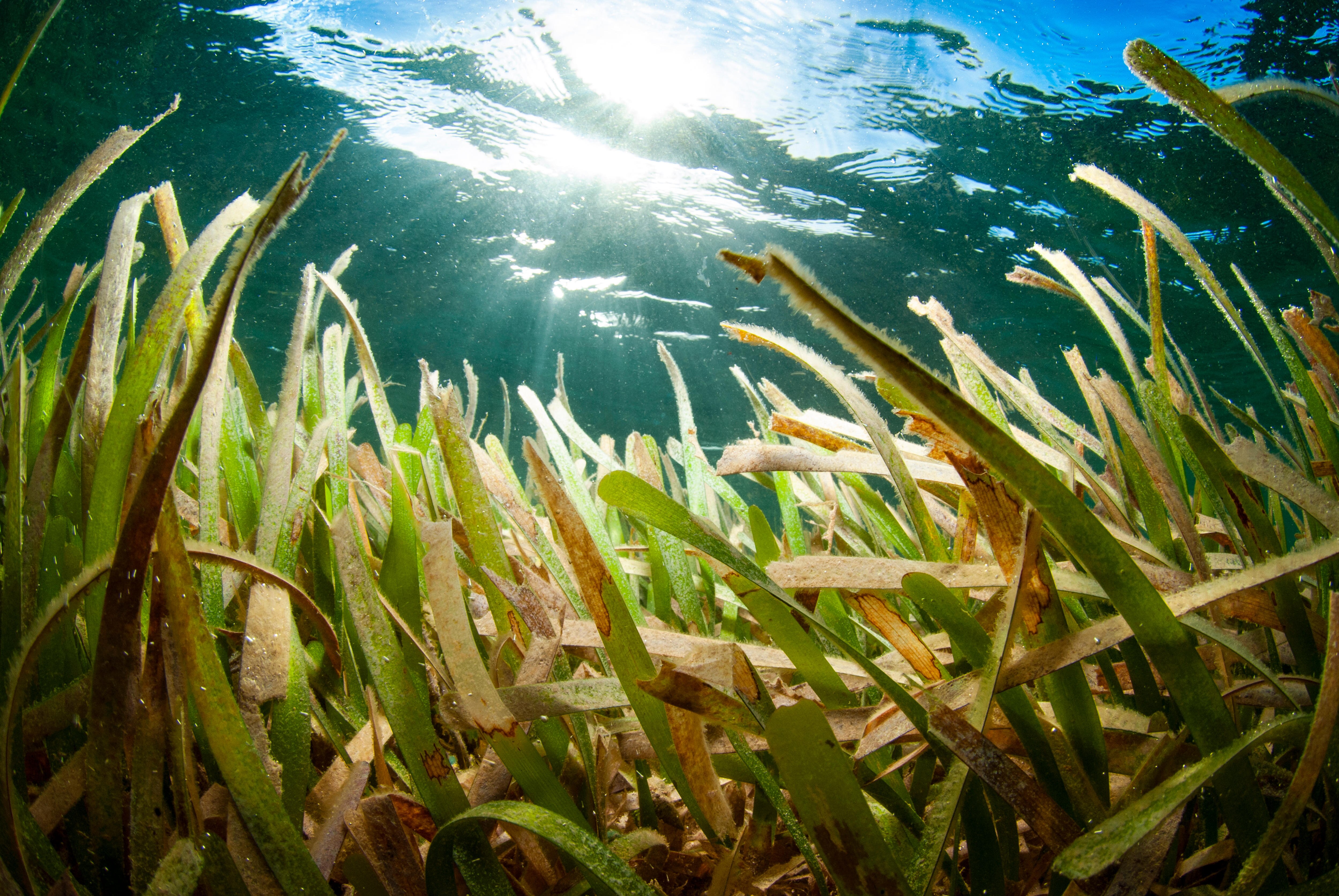 The Philosopher's Zone with David Rutledge - ABC listen