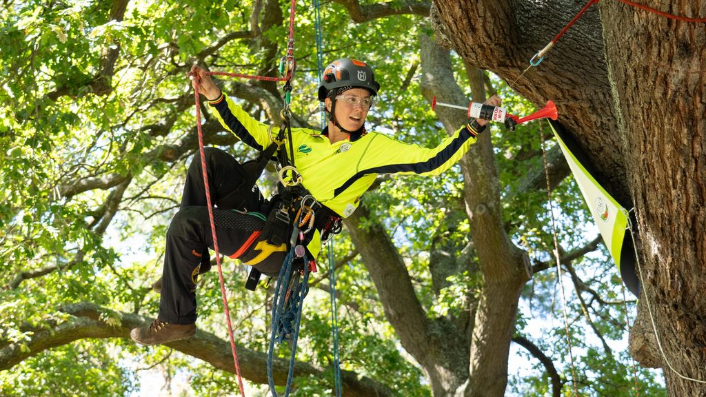 Professional tree climbers descend on Launceston for Tasmanian ...