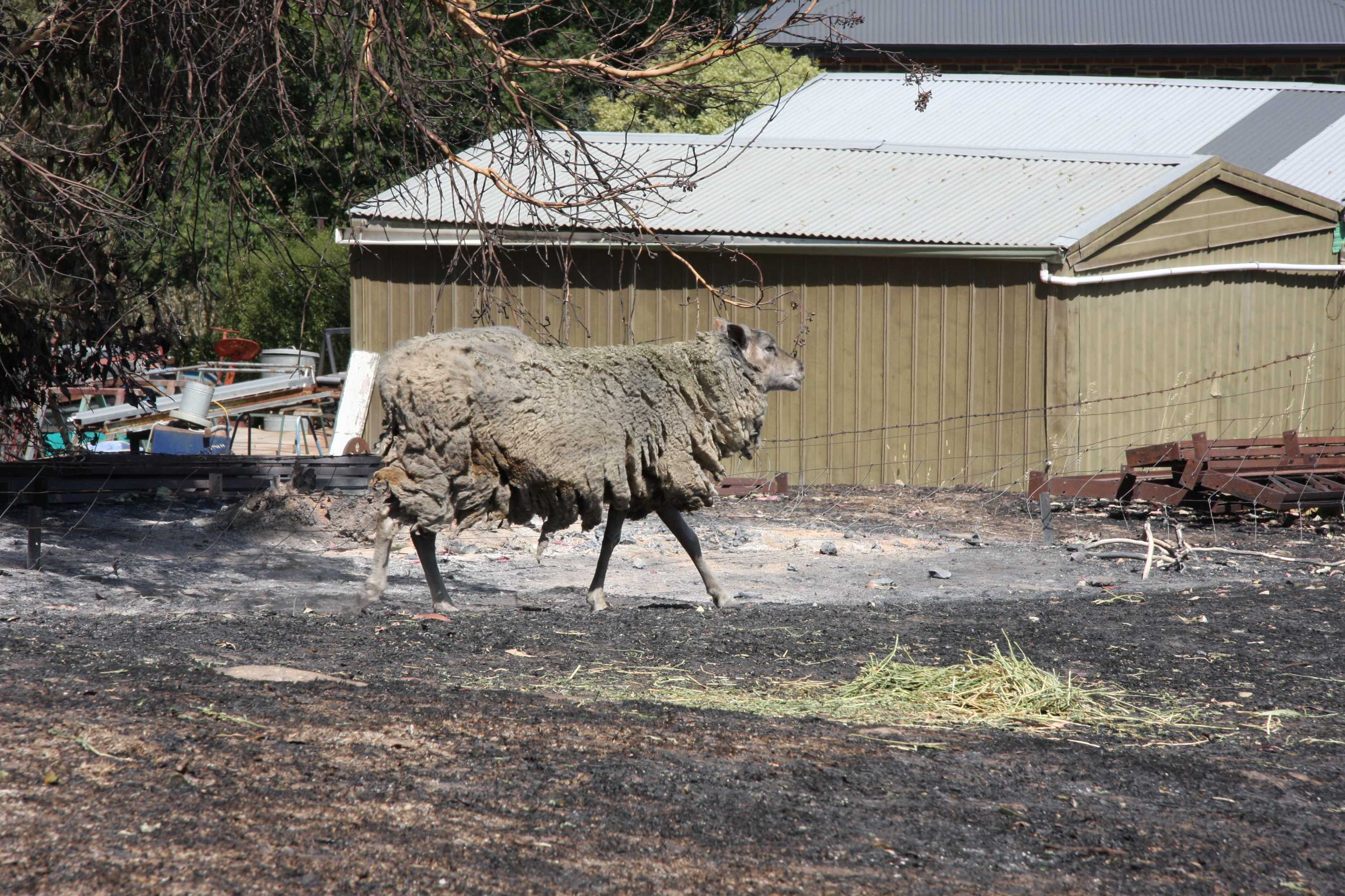 Dr Roger Paskin says sheep, cattle and rabbits were among the livestock ...
