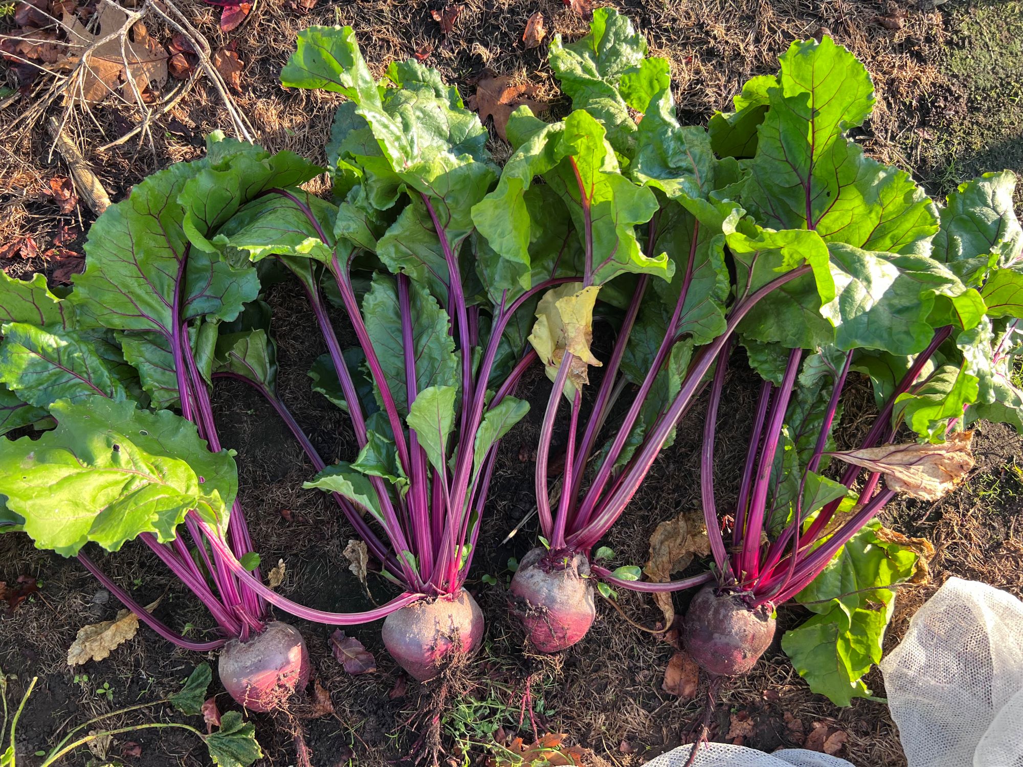 Launceston school 'beets' out Agfest competition with 600 gram ...